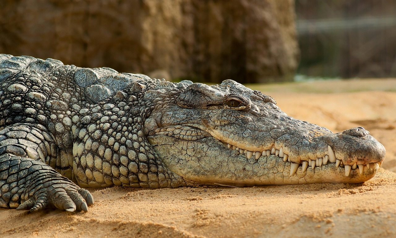 Meet “Dominator,” one of the largest crocodiles ever seen