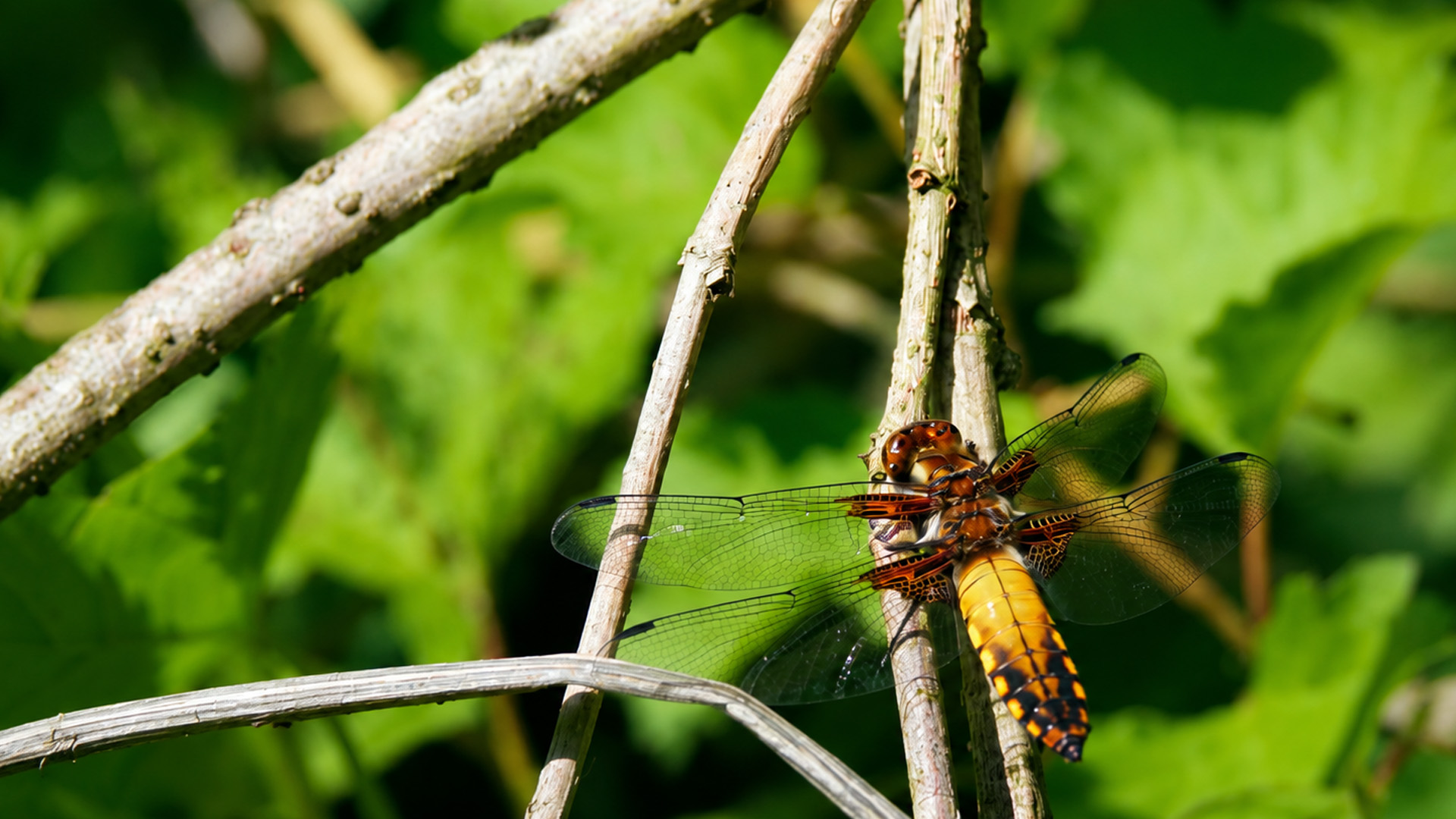 A camera trap recorded this colorful dragonfly up close