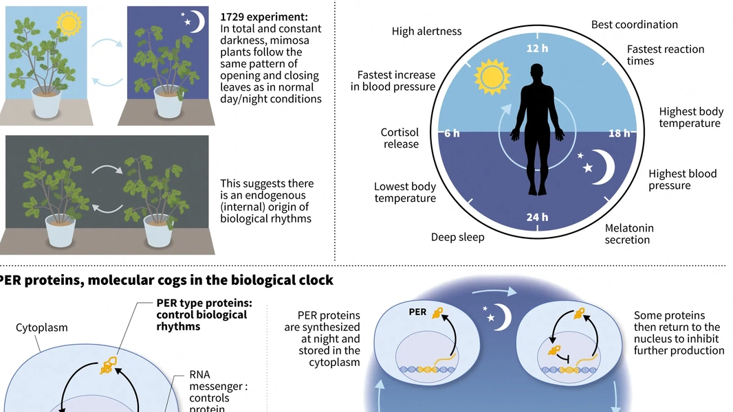 Scientists unveil gene-based clock predicting biological aging and ...