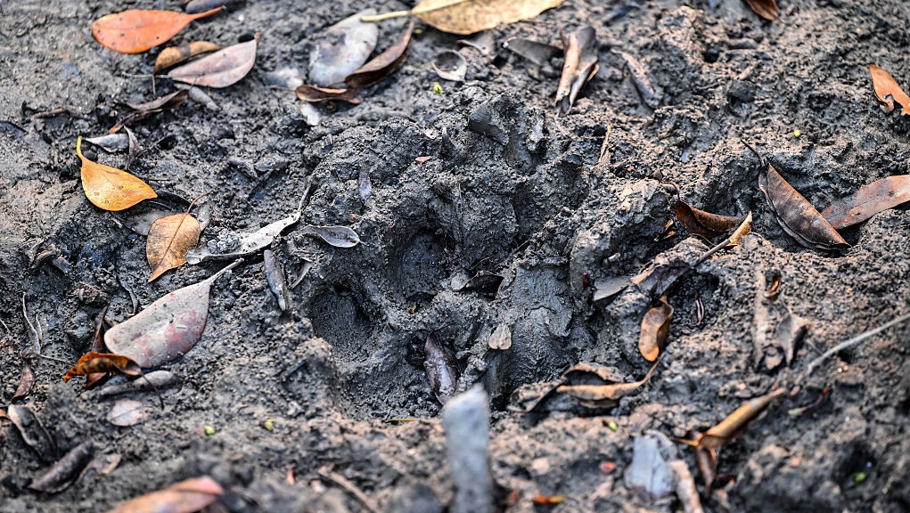 BBC's 'Tiger Island' captures unprecedented tiger behaviour in Nepal