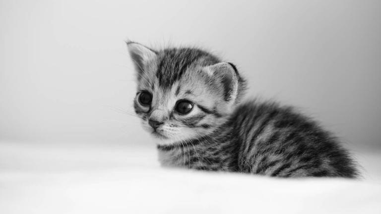 7 subtle signs your cat is actually in pain (and trying to hide it from ...