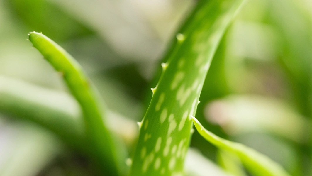Aloe vera care made simple for happy plants