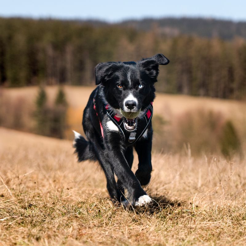 Think twice before choosing these 11 high-energy dog breeds – they ...