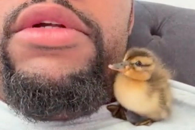 Tiny duck hatches in incubator after man rescues abandoned egg