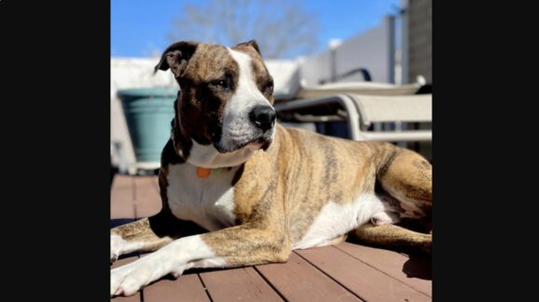 Meet Ty: T Gentle “Love Bug” hoping someone will finally choose him