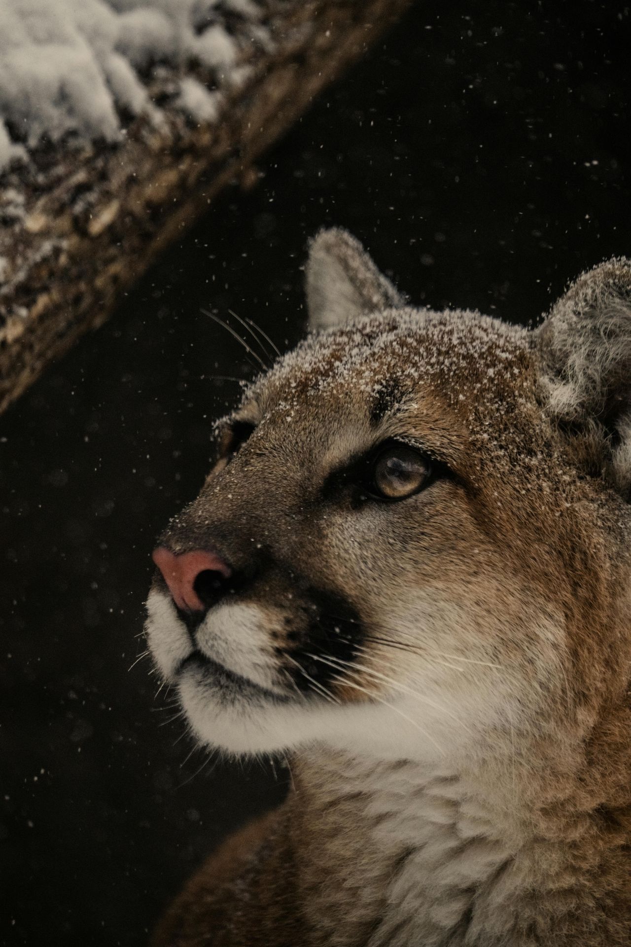 7 reasons mountain lion hunting is one of the most controversial topics ...