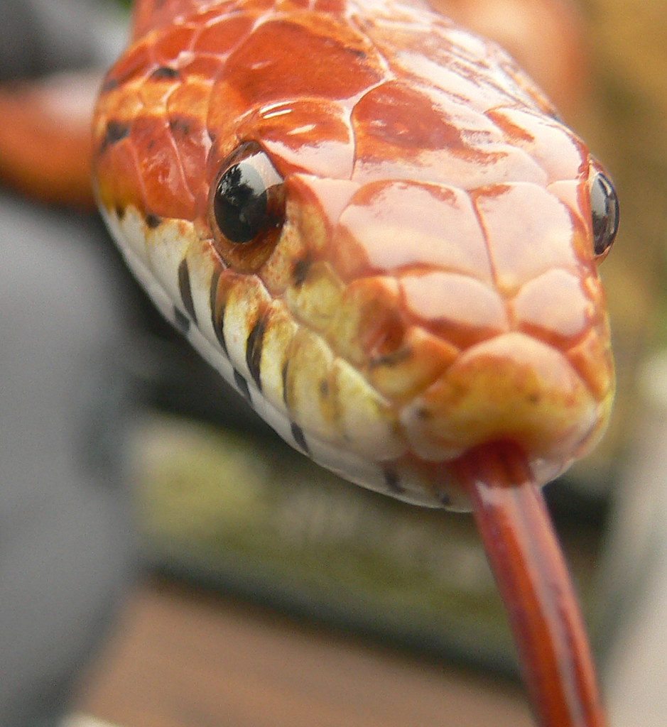Unexpected corn snake encounter on Georgia golf course captures ...