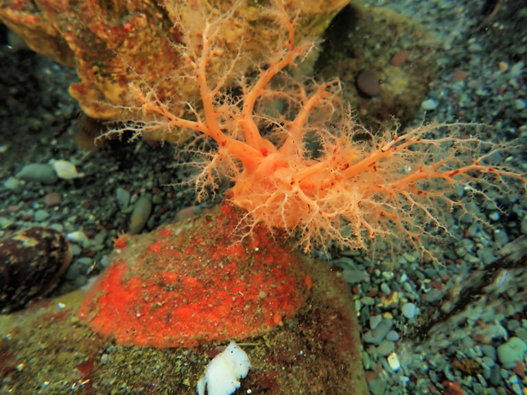 These sea cucumbers seem to have 'zombie' flesh that doesn't die when ...