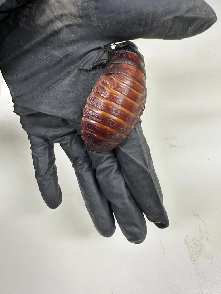 Cockroach contraband valued at more than $140,000 seized in Australia