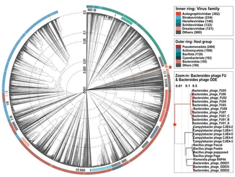 Descubren un virus oculto en la microbiota intestinal relacionado con ...