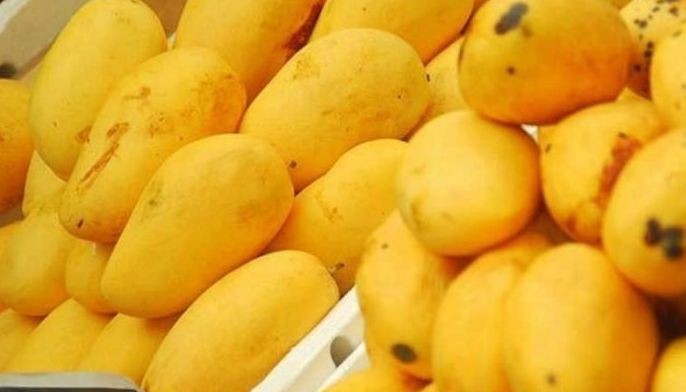 Philippine mango shipment arrives in Canada