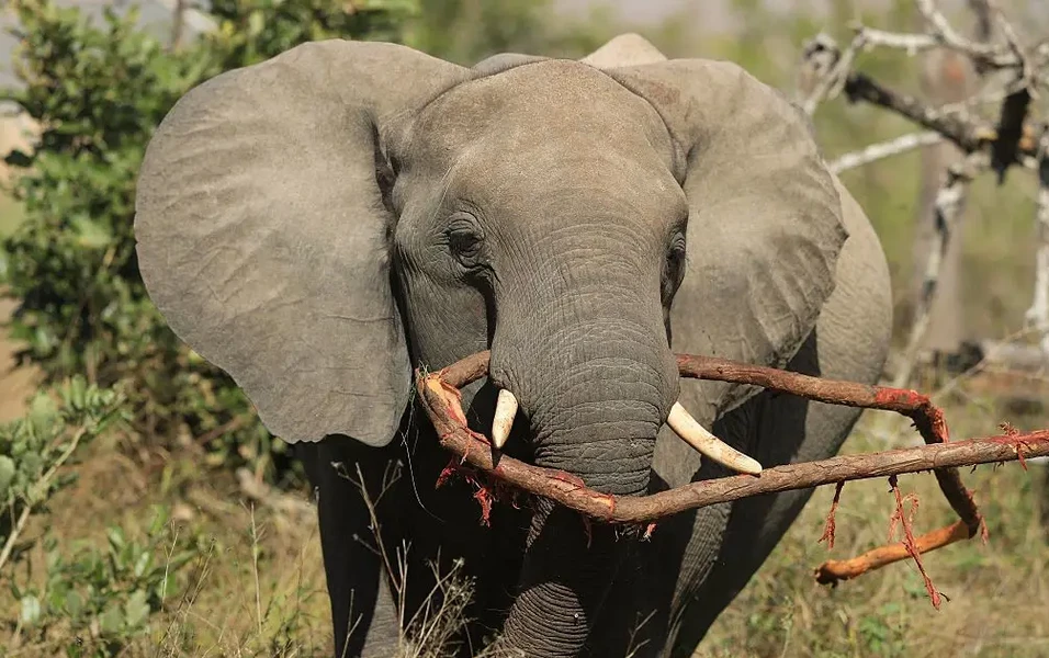 Orphaned elephants find hope through human and herd care