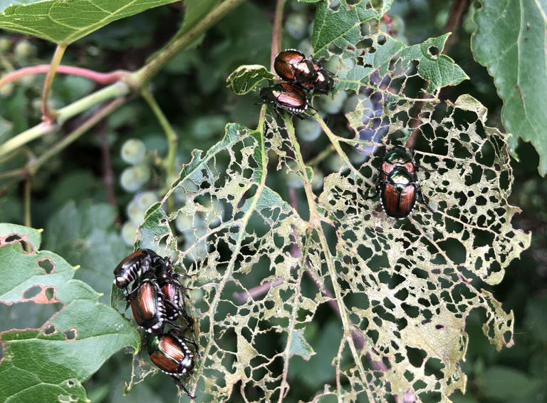 Gardeners told to be watchful as new Japanese beetle containment zone ...