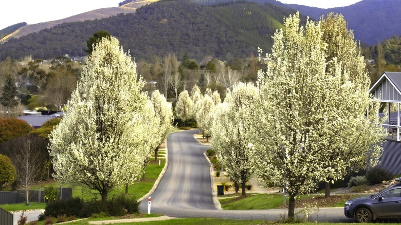 Why Bradford pear trees have that awful smell