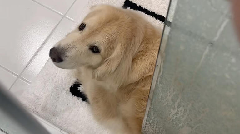 Golden retriever guilty of being a 'minor inconvenience' is too cute to ...