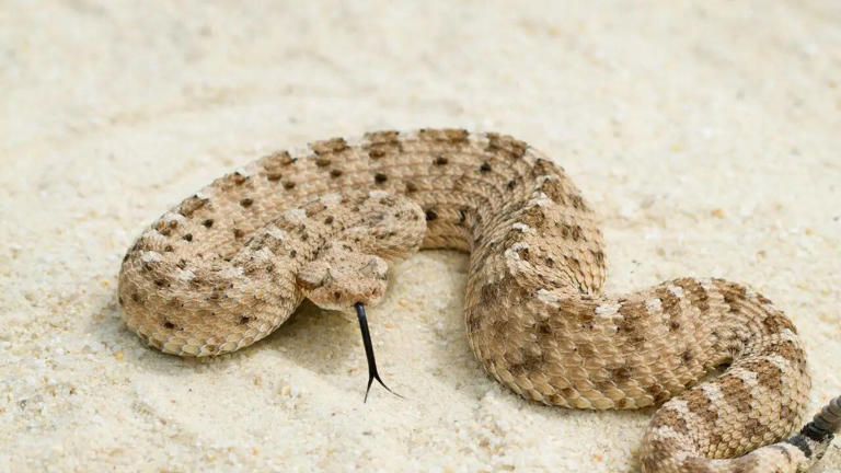 World’s 7 deadliest desert snakes you pray never cross paths with
