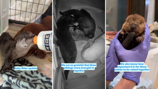 Orphaned baby otters comfort each other as rescuers race to find lonely ...