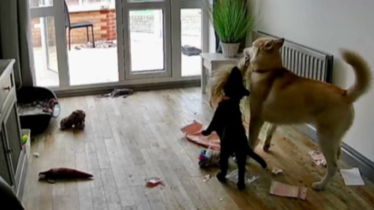 Owner checks dog cam after a parcel is delivered and finds absolute chaos