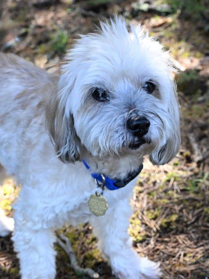 Adoptable pets looking for forever homes this week