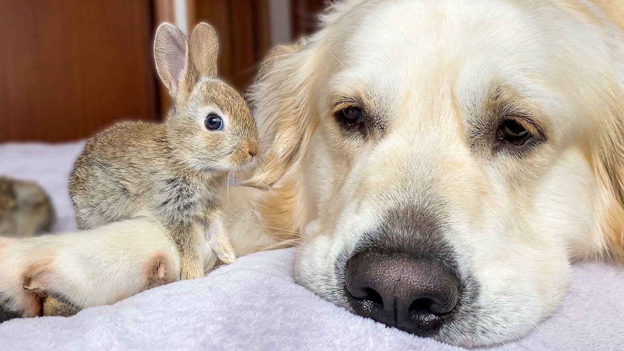 Tiny bunnies treat a golden retriever like mother