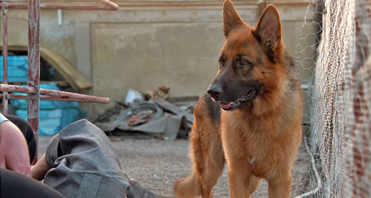 Rex : l'incroyable retour du chien flic