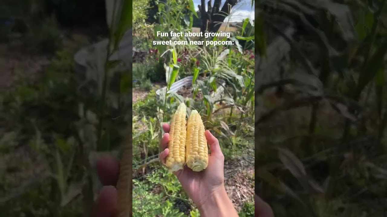 Why you should avoid planting popcorn too close to sweet corn crops