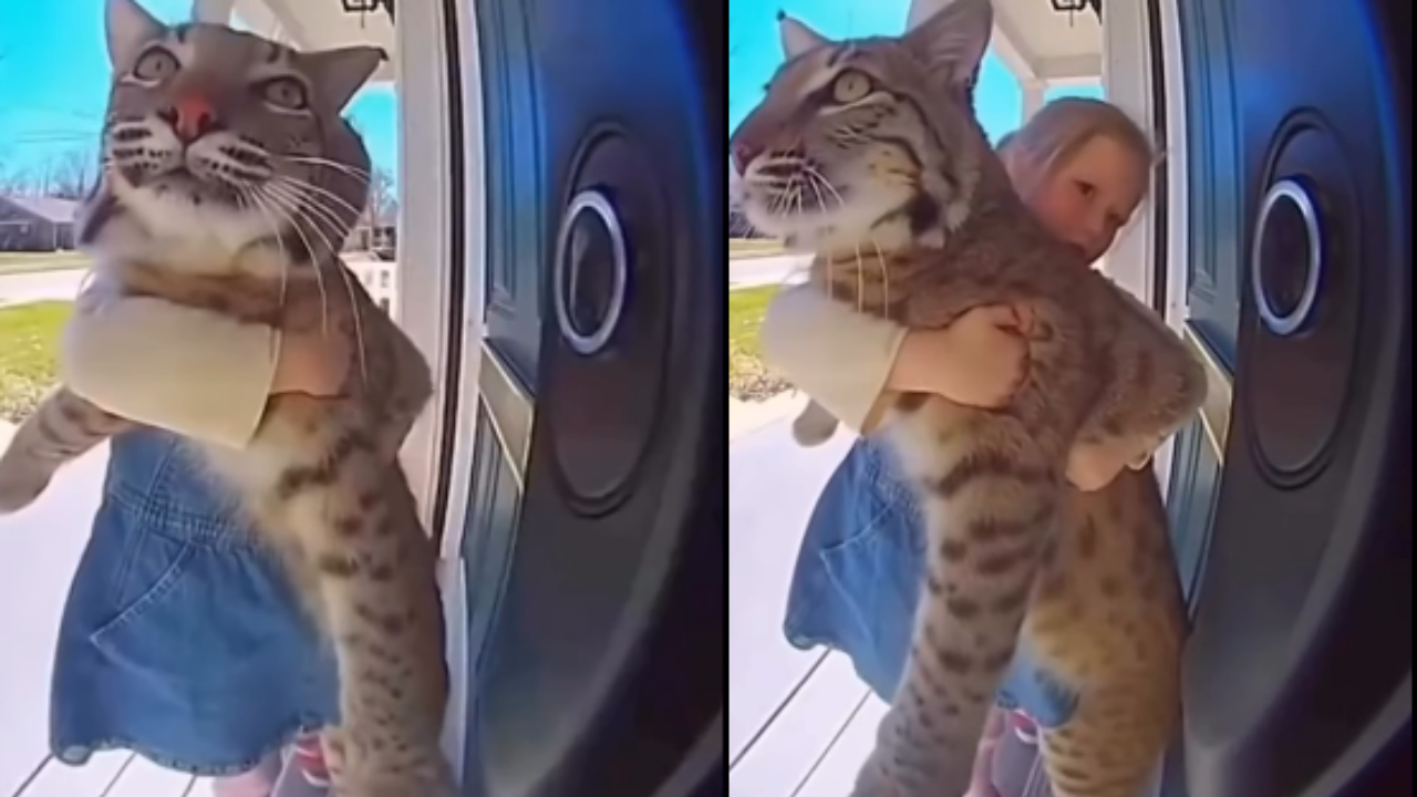 ‘AI or real?’ asks internet as video shows young girl bringing bobcat home!
