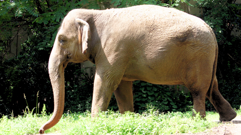 Bronx Zoo staff mourn 'Happy the Elephant' after emotional final goodbye