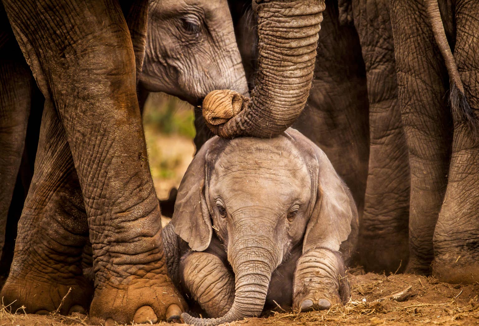 Heartwarming moments: Animal moms introduce their babies to trusted humans