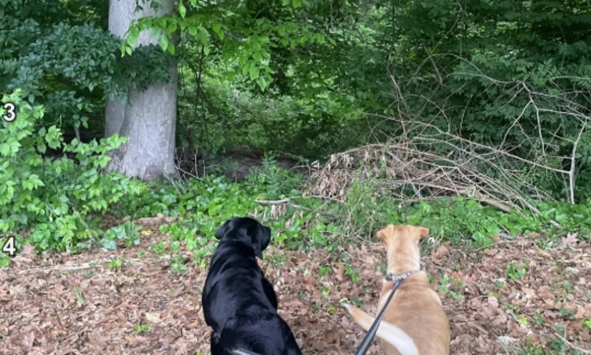 Dog walk turns into an optical illusion - can you spot the fox hiding ...