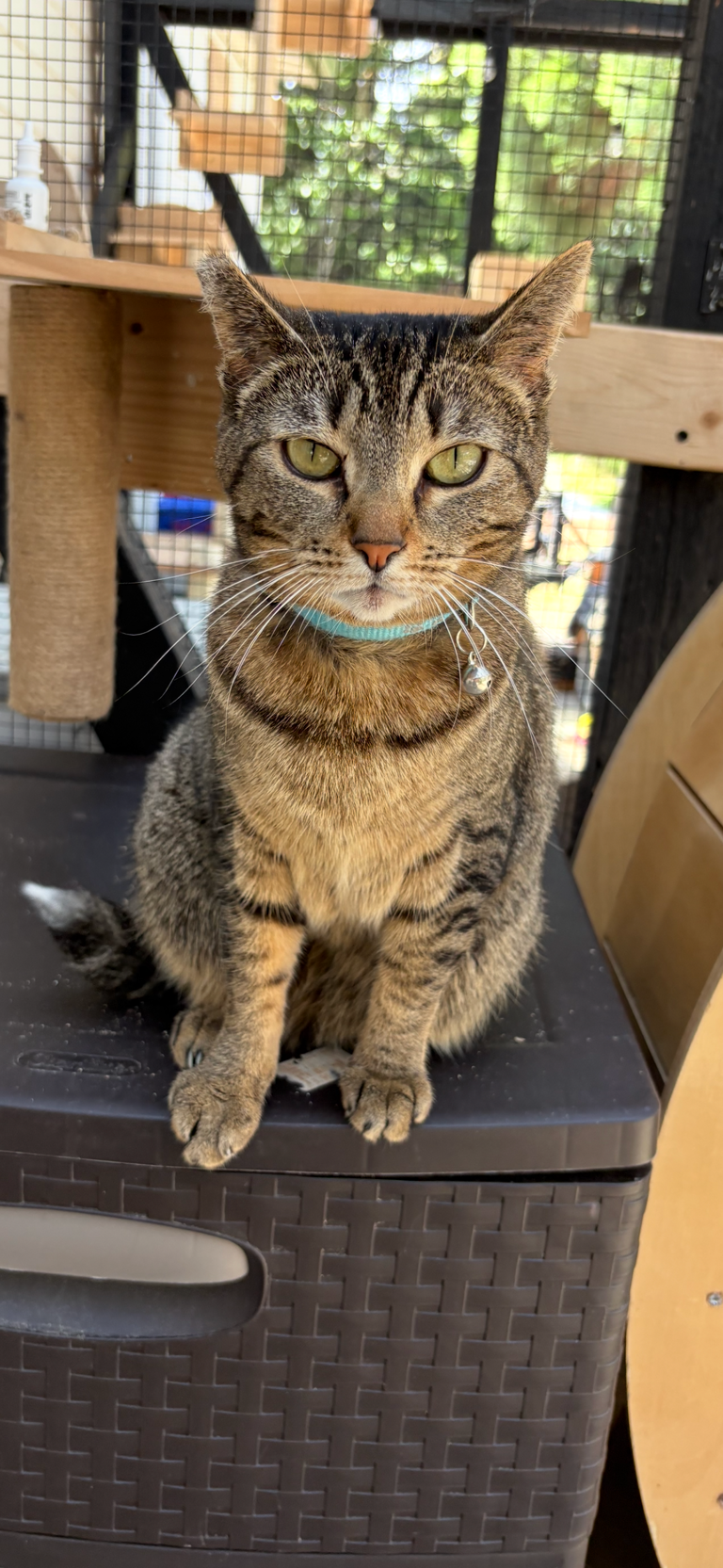 Adoptable pets looking for forever homes this week