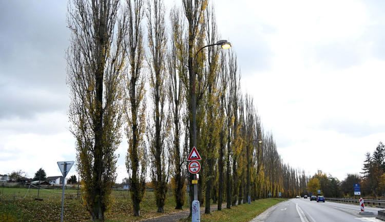 Písek vysadil 300 nových stromů. Zeleň přibyla u cyklostezek i v ...