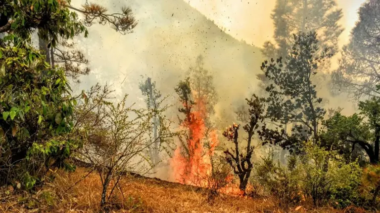 One hectare forest cover damaged in fires this season till May 2026