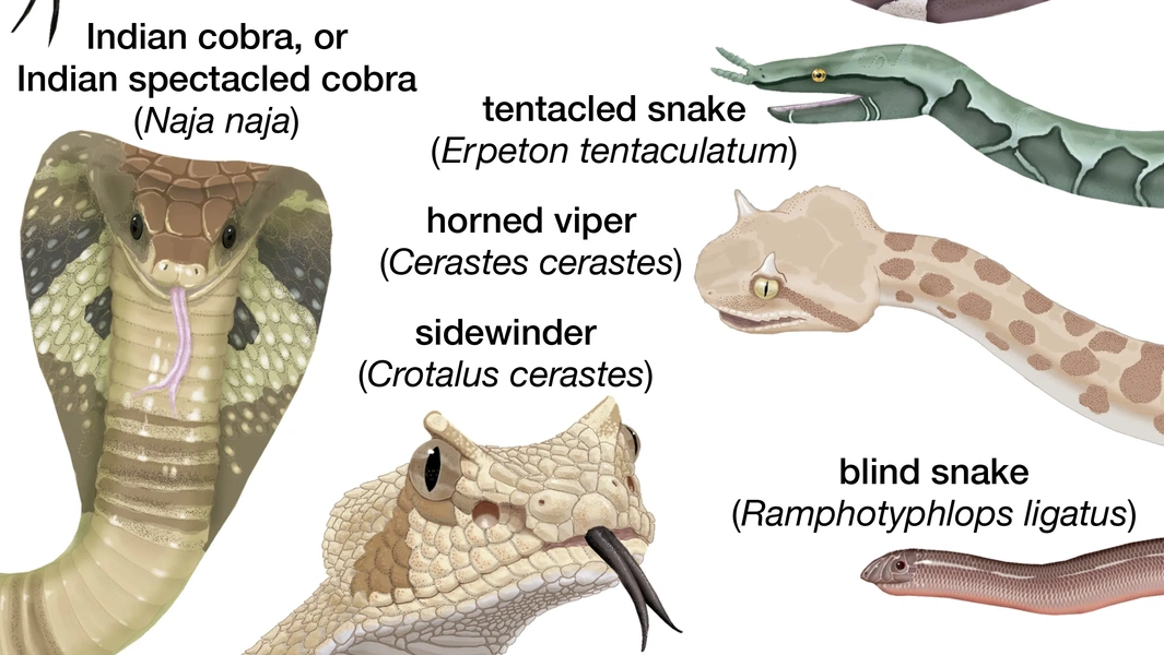 NYT Strands #826 challenges players with reptile theme