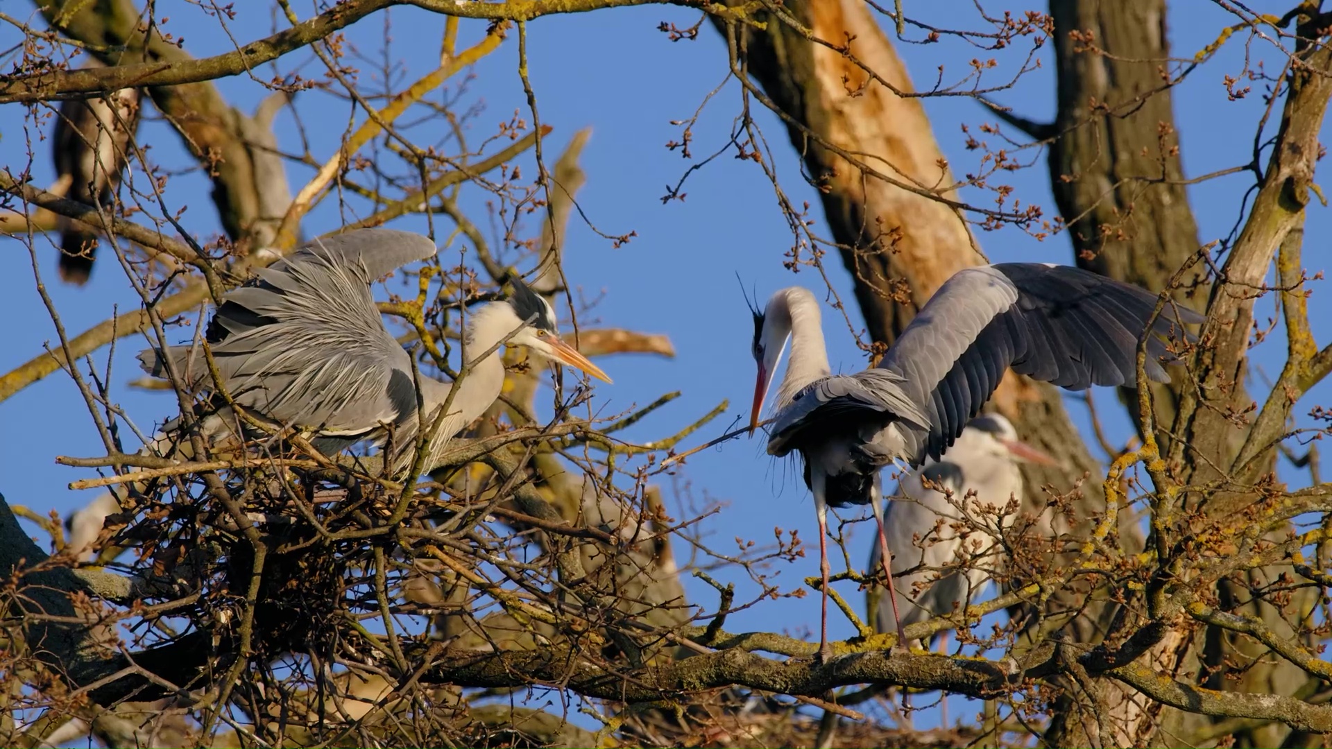 Grey herons work together to protect their nesting colony