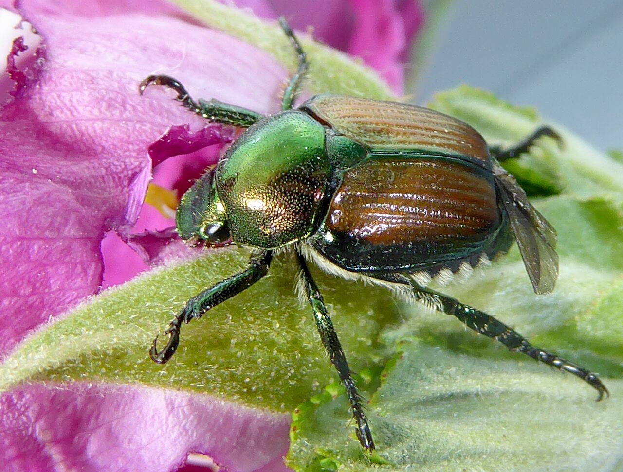 Gardeners told to be watchful as new Japanese beetle containment zone ...