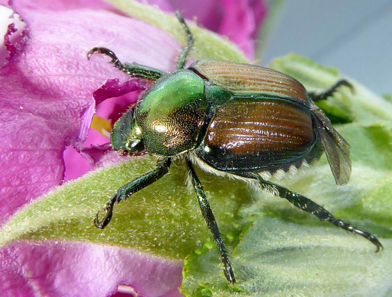 Gardeners told to be watchful as new Japanese beetle regulated areas ...