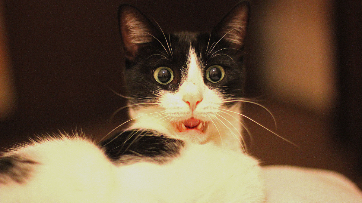 This orange cat's parents said all her trigger words at once
