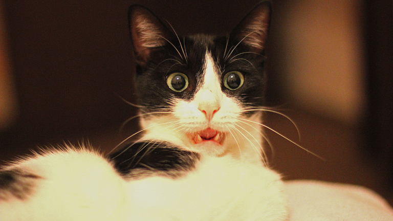 This orange cat's parents said all her trigger words at once