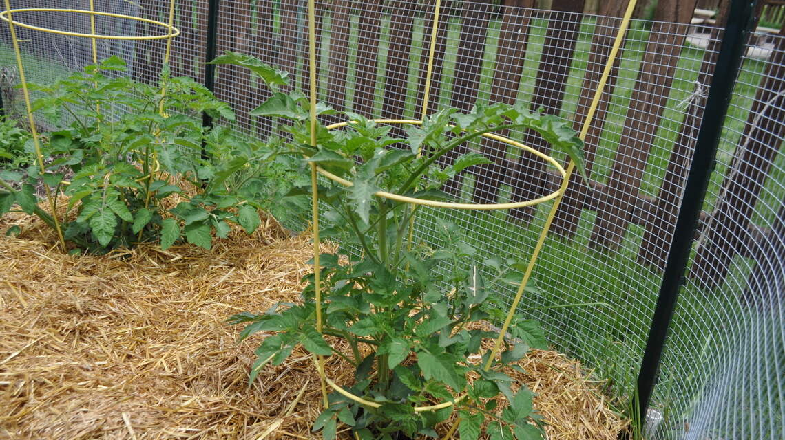 What to do when the vegetable garden seems to be hitting pause as ...