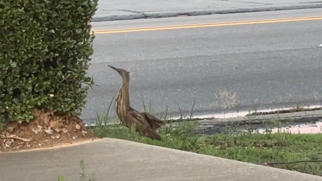 Arkansas driver mistakes bird by an Arby's for a chicken before birders ...