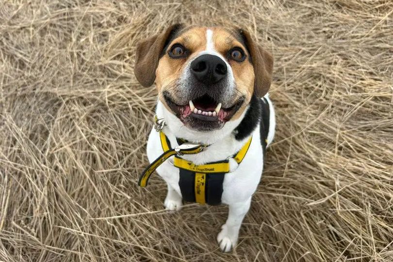 10 gorgeous Dogs Trust residents looking for their forever homes this June