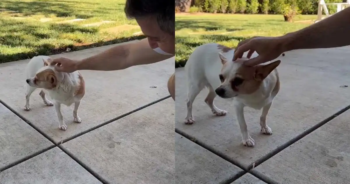 Foster dog achieves a milestone owners thought would never happen