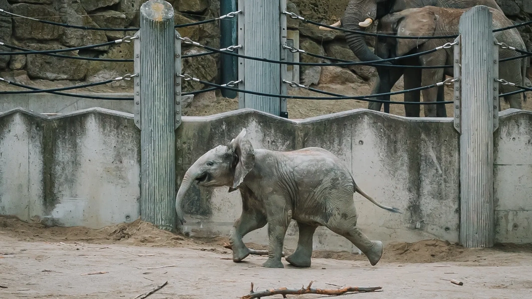 Zoos face welfare and conservation crossroads