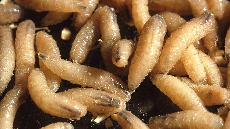 Trump cut screwworm monitoring program before parasite reached Texas