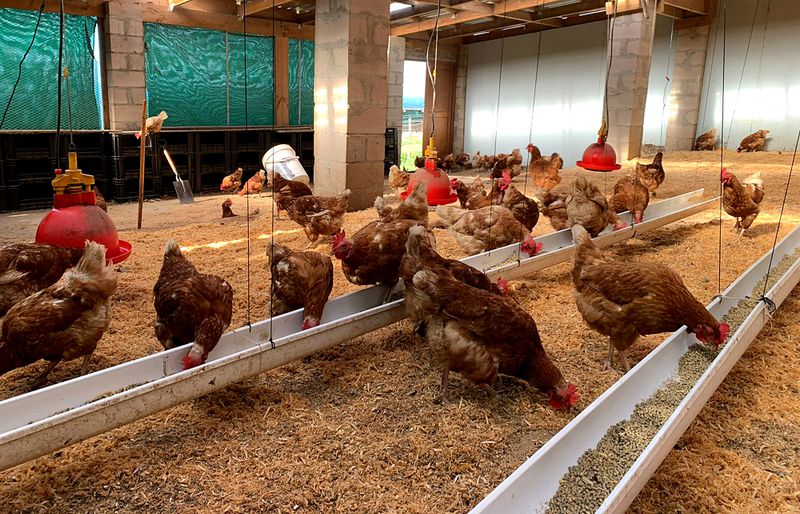 Chicken exporters say state delays are clipping the wings of SA’s ...