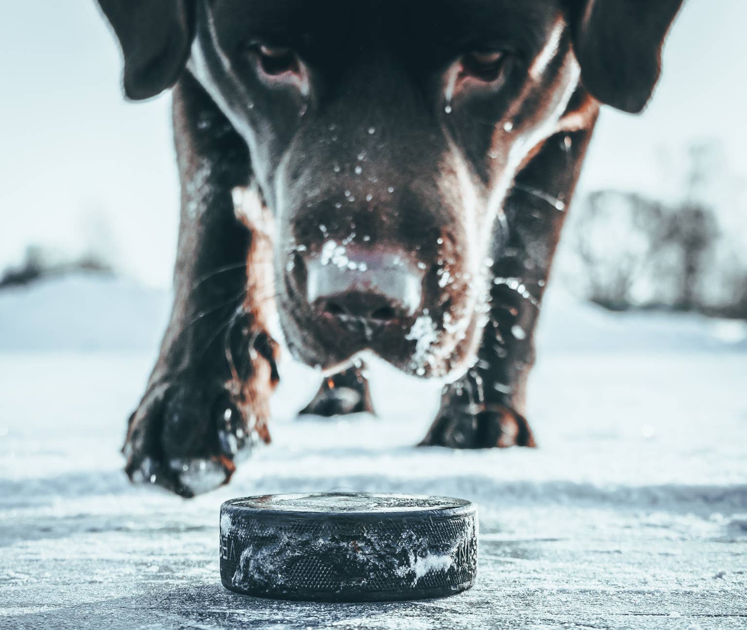 Stanley Pup returns with adoptable puppies for the Stanley Cup Final on ...