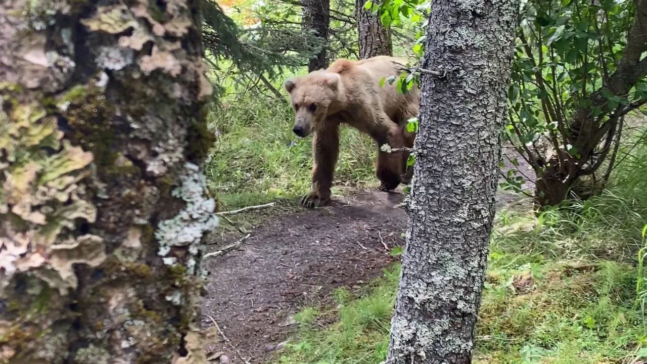 Man runs into a grizzly bear right outside his campsite
