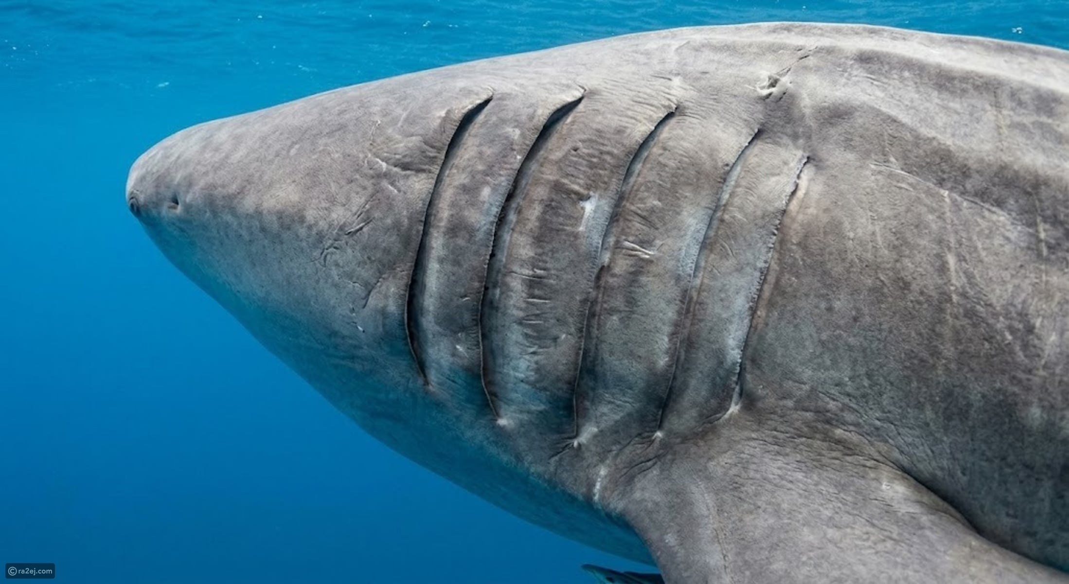 They found the world’s biggest fish — and it’s larger than expected