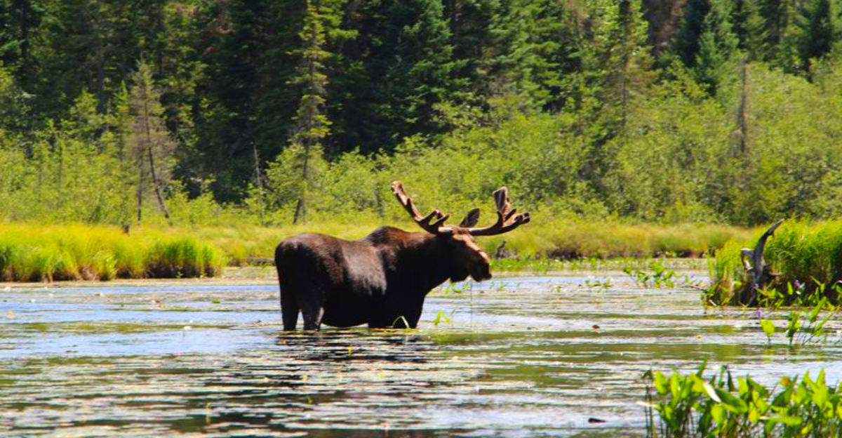 15 Canadian destinations where you’re more likely to see moose than crowds